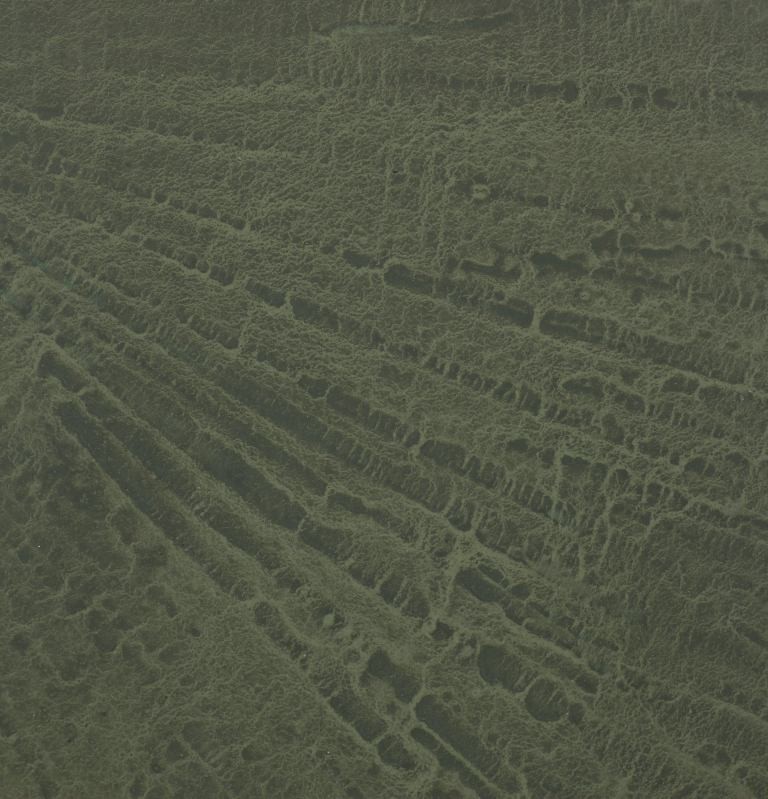 Ammonite Wallpaper – Goodrich Global